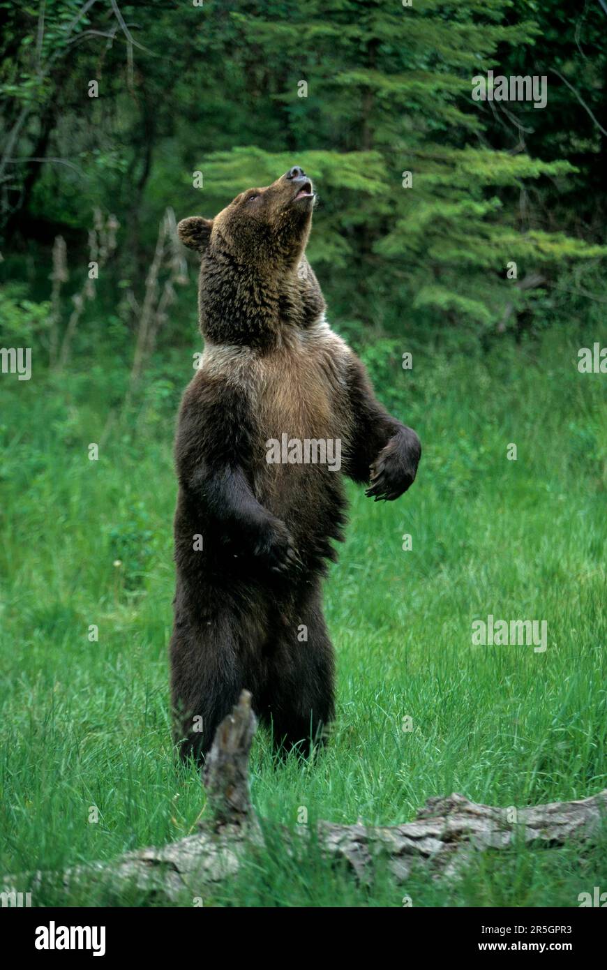 Grizzly bear (Ursus arctos horribilis), Grisli, Grisly, male subspecies ...
