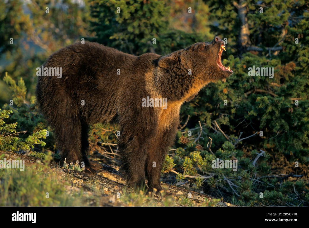 Grizzly bear (Ursus arctos horribilis), Grisli, Grisly, male subspecies brown bear, Grizzly bear ...