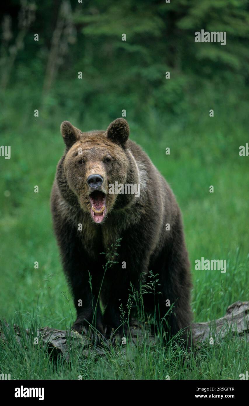 Grizzly bear (Ursus arctos horribilis), Grisli, Grisly, male subspecies ...
