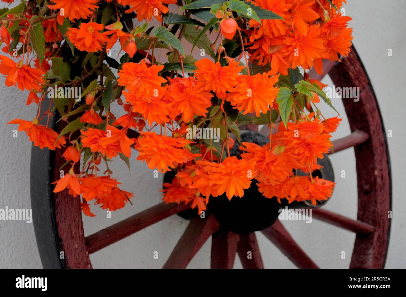 Hanging begonias (Begonia) flowering on a wagon wheel, begonias ...