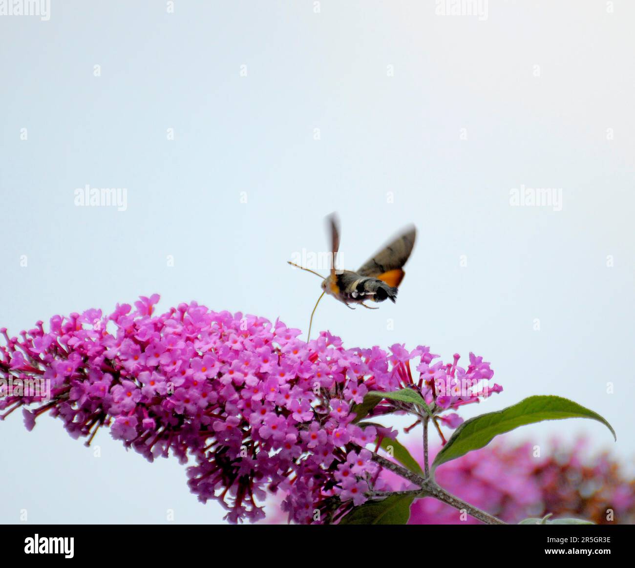 Hummingbird Hawkmoth, Pigeon Hawkmoth on butterfly-bush (Buddleja ...