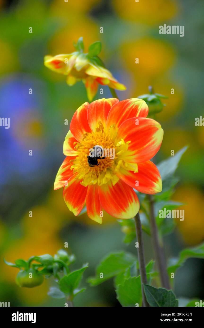 The ruff garden hi-res stock photography and images - Alamy