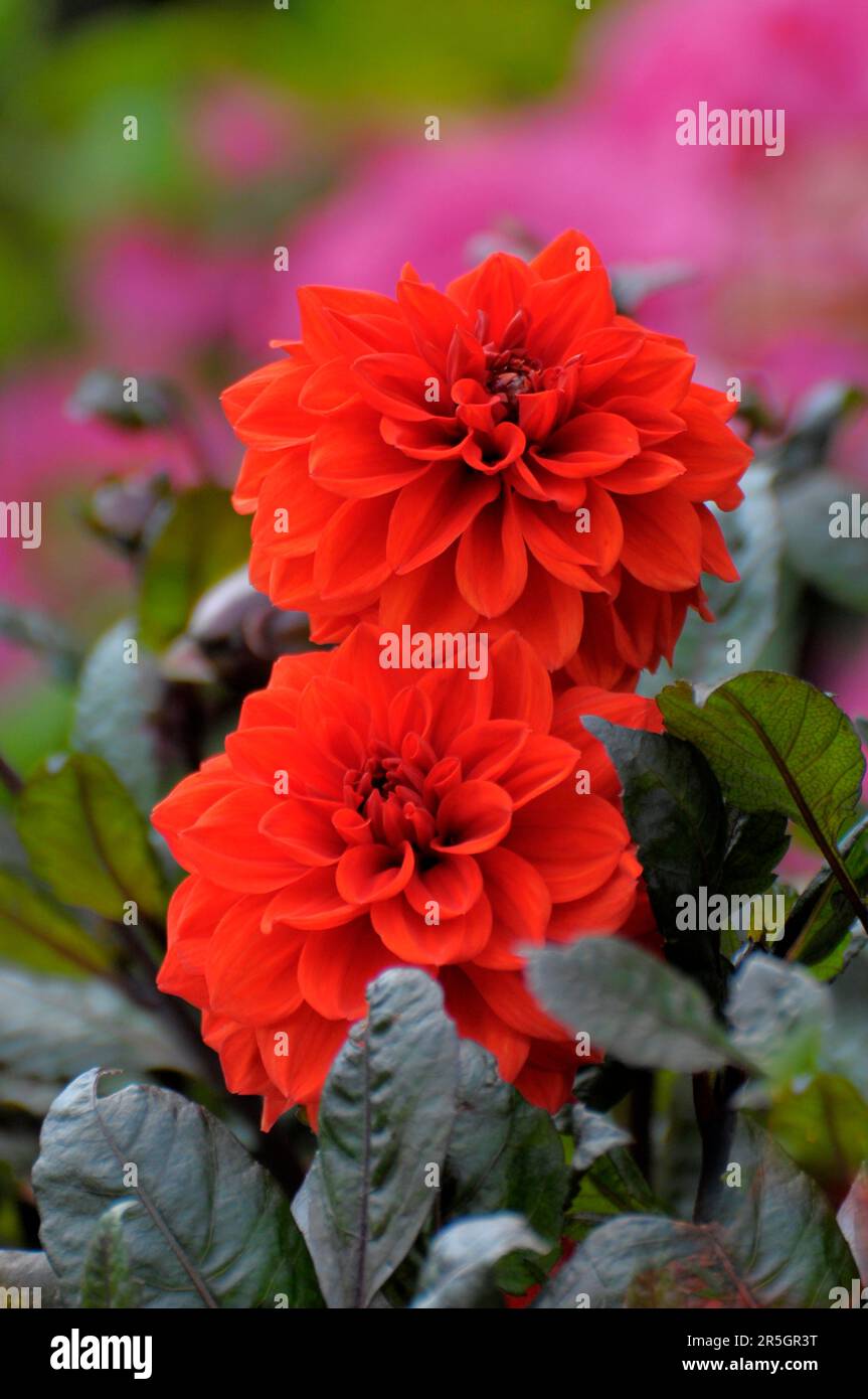 Red ornamental dahlias flowering in the garden, cactus dahlia (Dahlia x ...