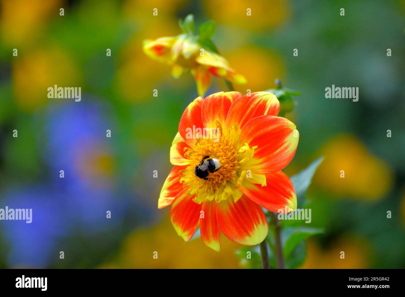 Ruff, dahlia flowering in the garden with bumblebee Stock Photo - Alamy