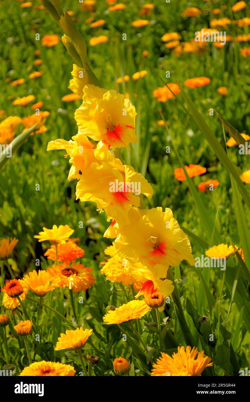 Gladiolus in marigold field, marigolds (Calendula officinalis ...