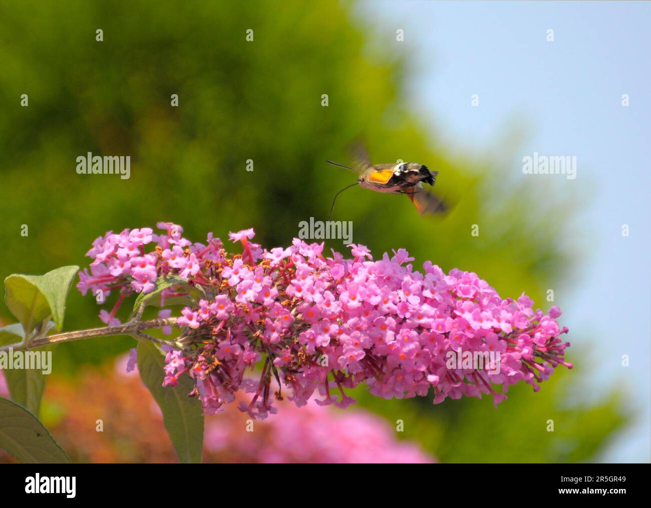 Hummingbird Hawkmoth, Pigeon Hawkmoth on butterfly-bush (Buddleja ...