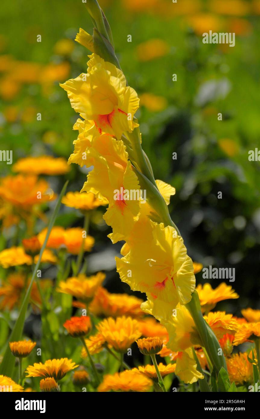 Gladiolus in marigold field, marigolds (Calendula officinalis ...