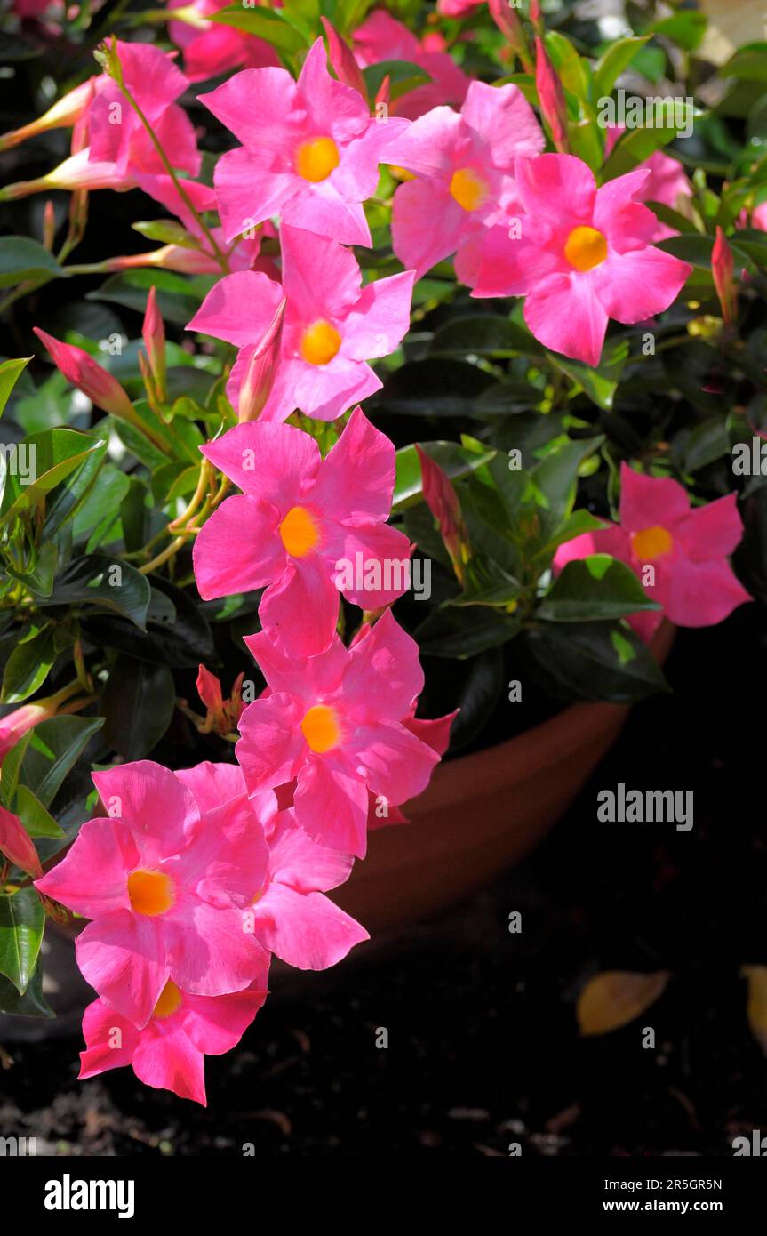 Diphladenia scarlet, Mandevilla sanderi hybrid Stock Photo - Alamy