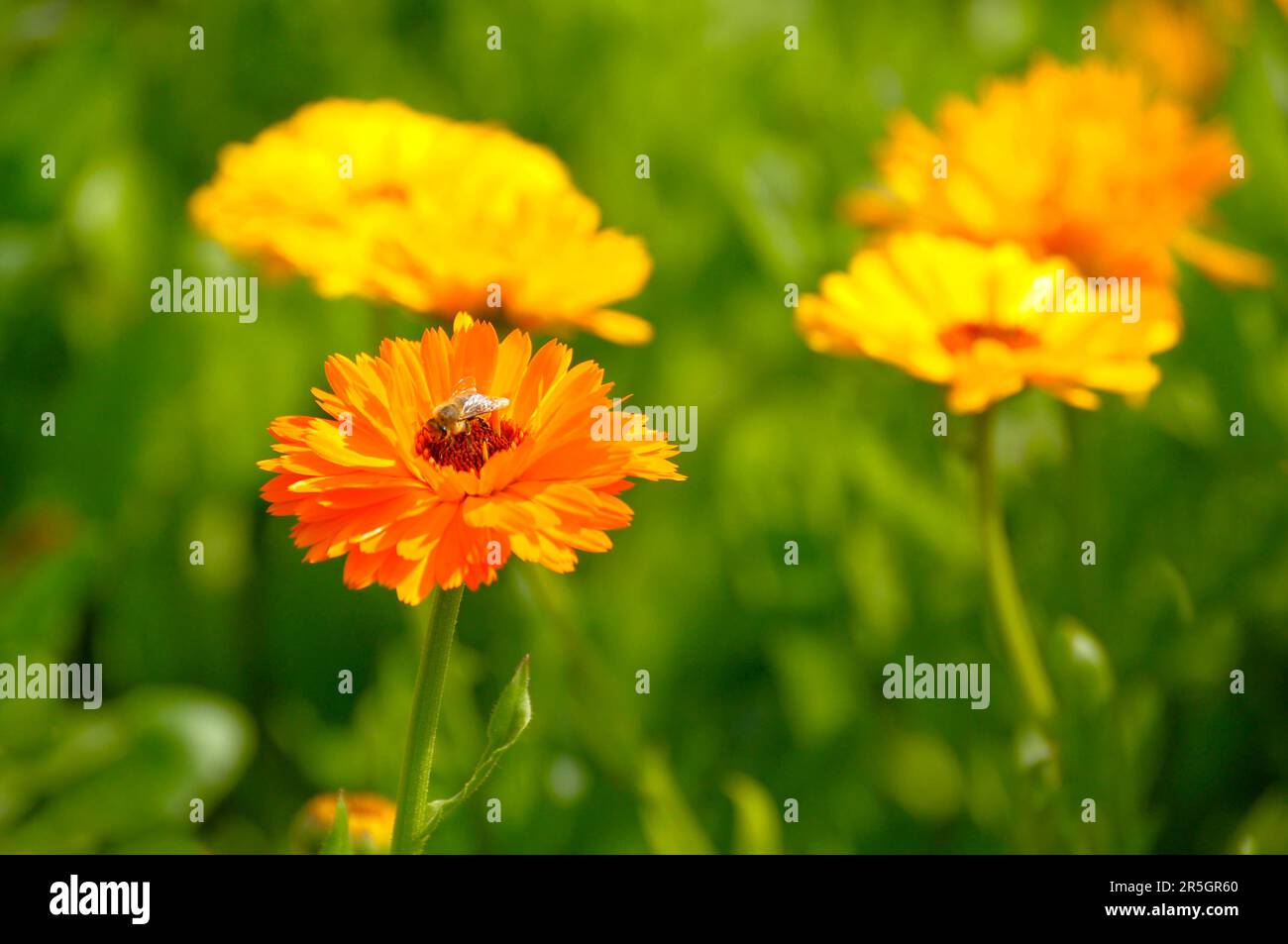 Marigold in the Garden, marigolds (Calendula officinalis Stock Photo ...