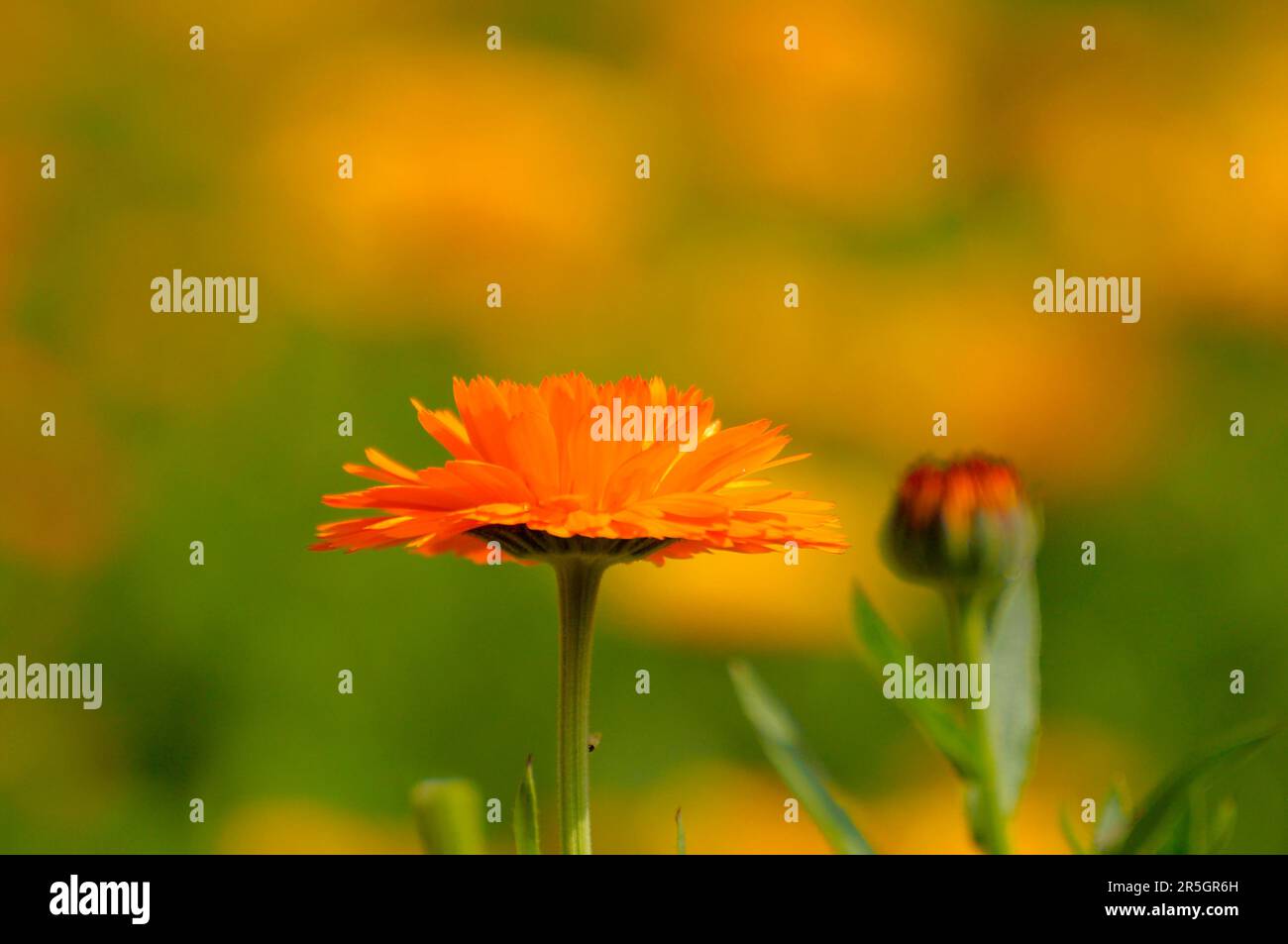 Marigold in the Garden, marigolds (Calendula officinalis Stock Photo ...