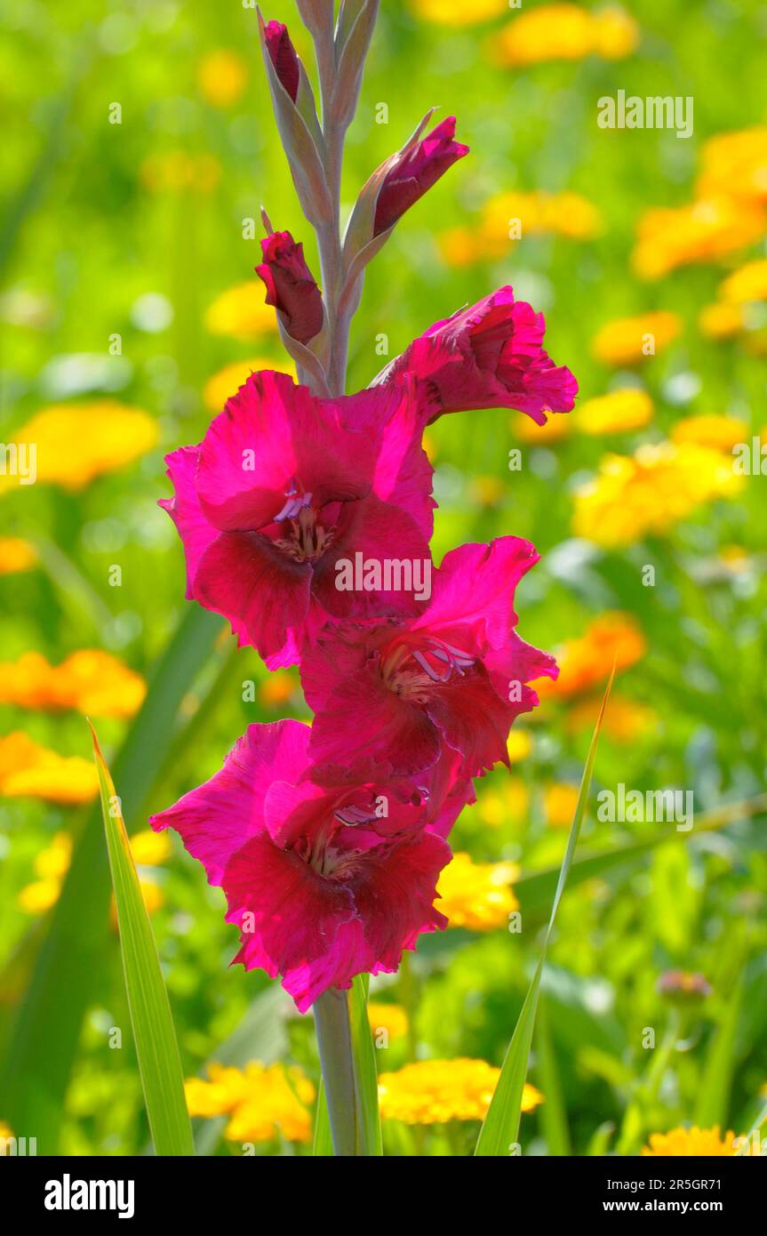 Lily cultivation hi-res stock photography and images - Alamy
