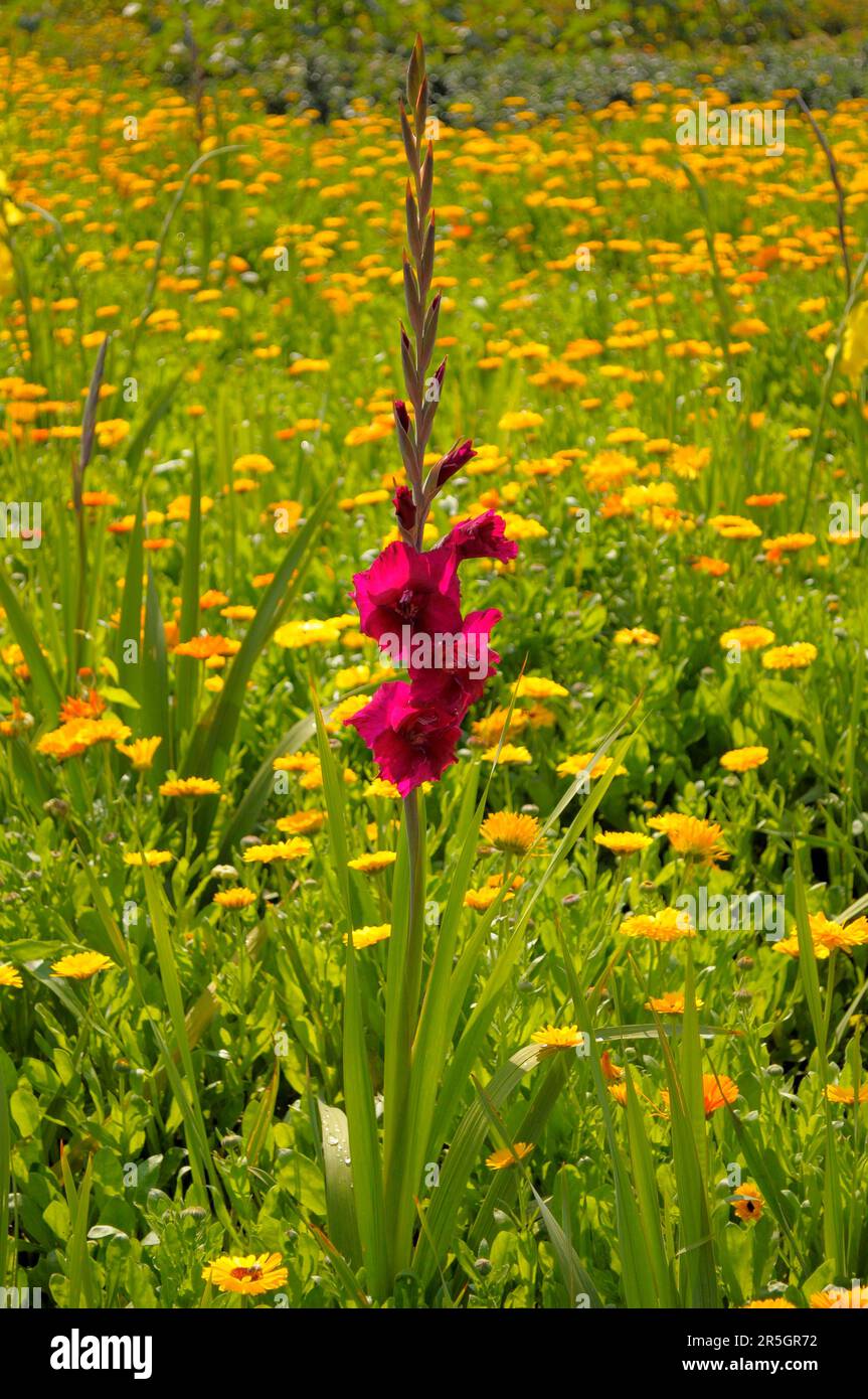 Gladiolus in marigold field, marigolds (Calendula officinalis ...