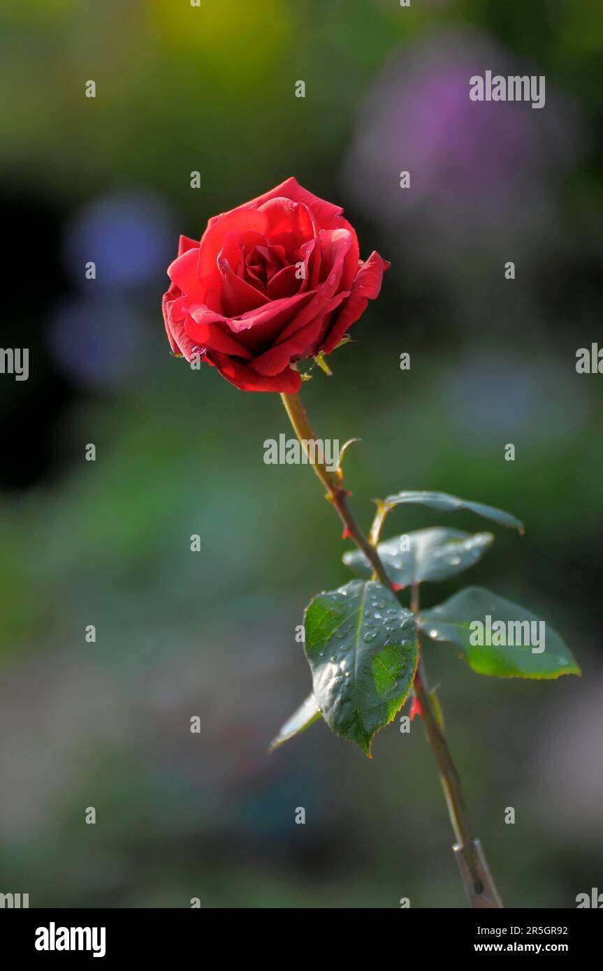 Red rose flowering in hi-res stock photography and images - Alamy