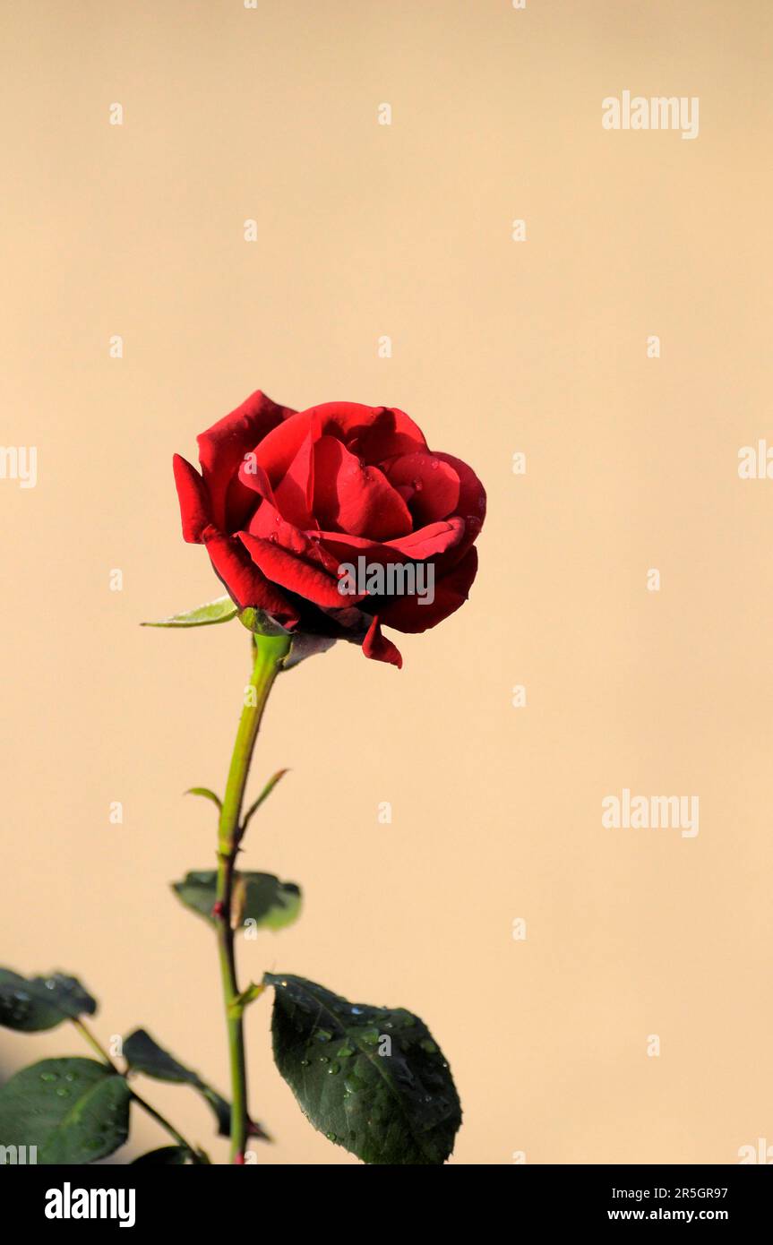 Single red rose Stock Photo - Alamy