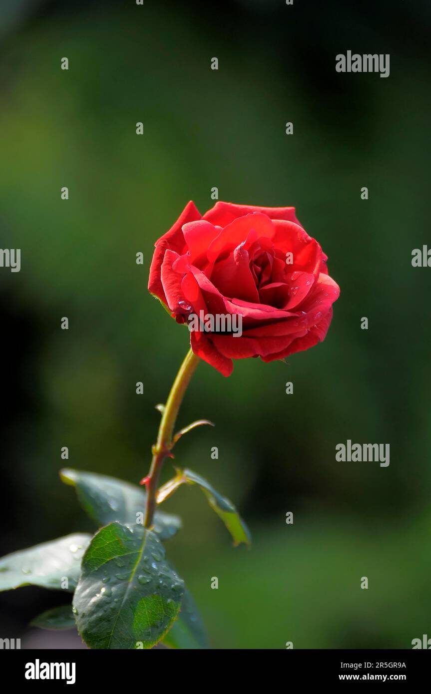 Single red rose flowering in the garden Stock Photo - Alamy