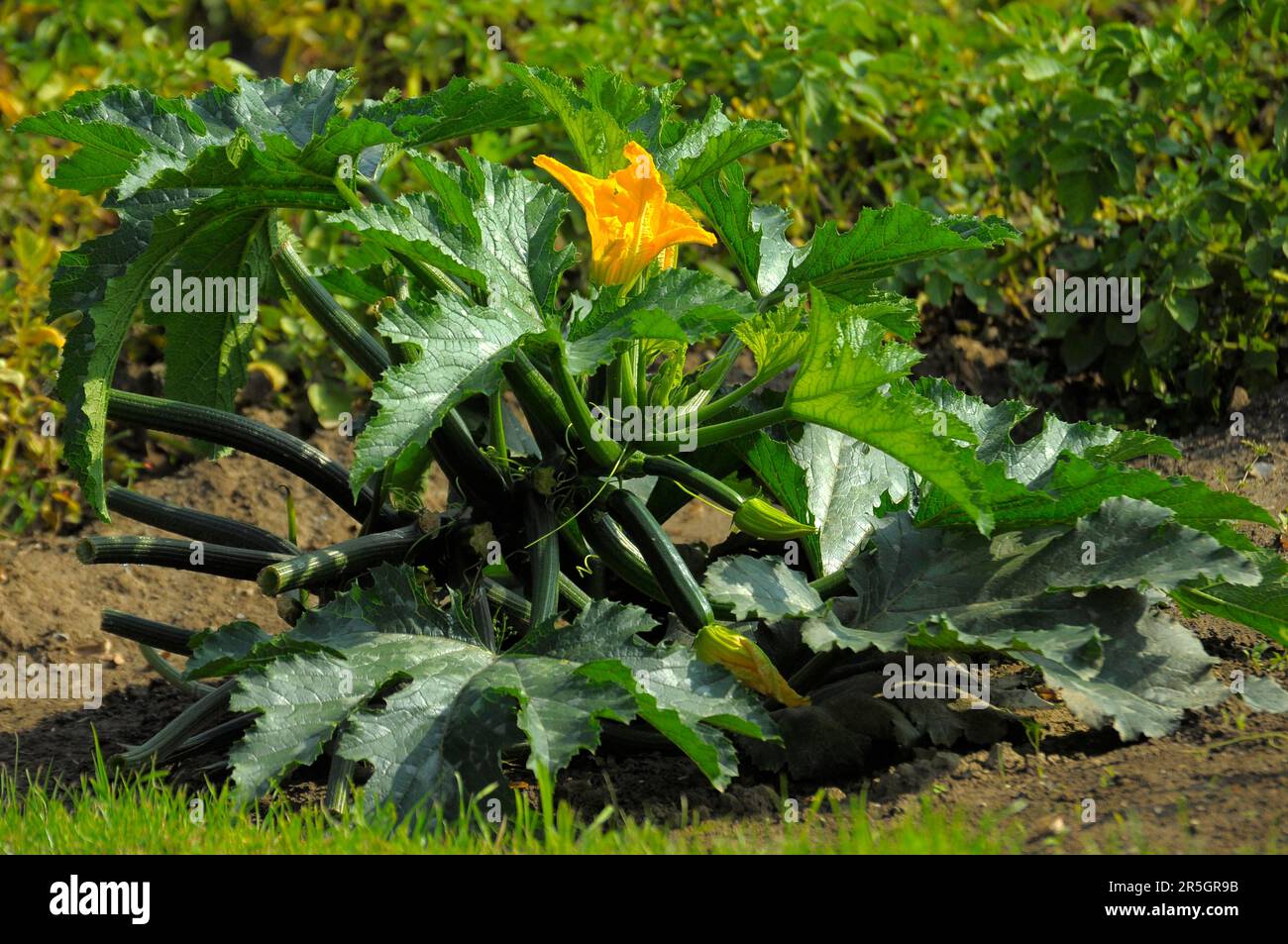 Courgette flowering in the garden, courgette flower, courgette flower ...