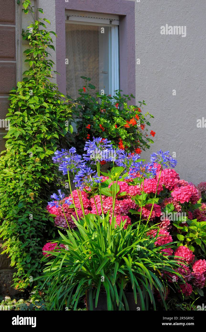 Blue lily (Agapanthus africanus), inflorescence with hydrangea ...
