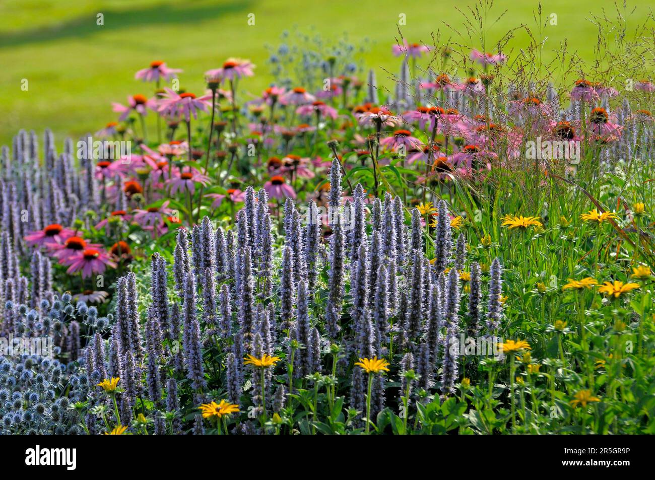 Real lavender lavandula angustifolia hi-res stock photography and ...