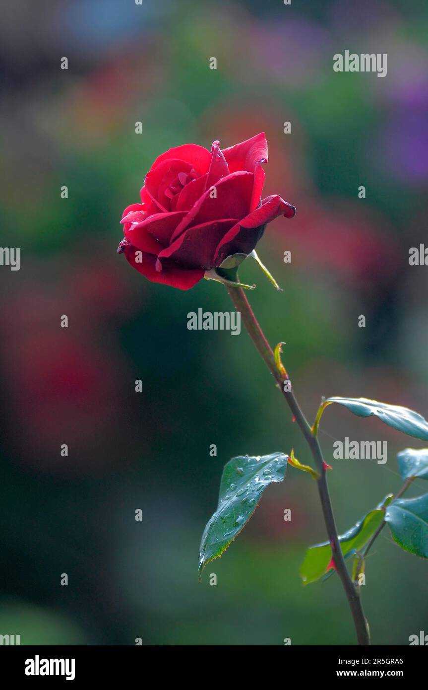Single red rose flowering in the garden Stock Photo - Alamy