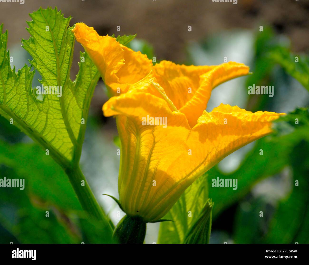 Courgette flowering in the garden, courgette flower, courgette flower ...