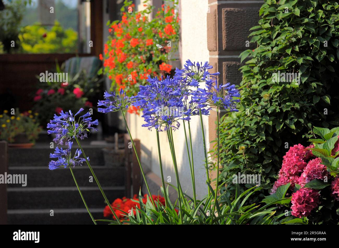 Blue lily (Agapanthus africanus), inflorescence with hydrangea ...