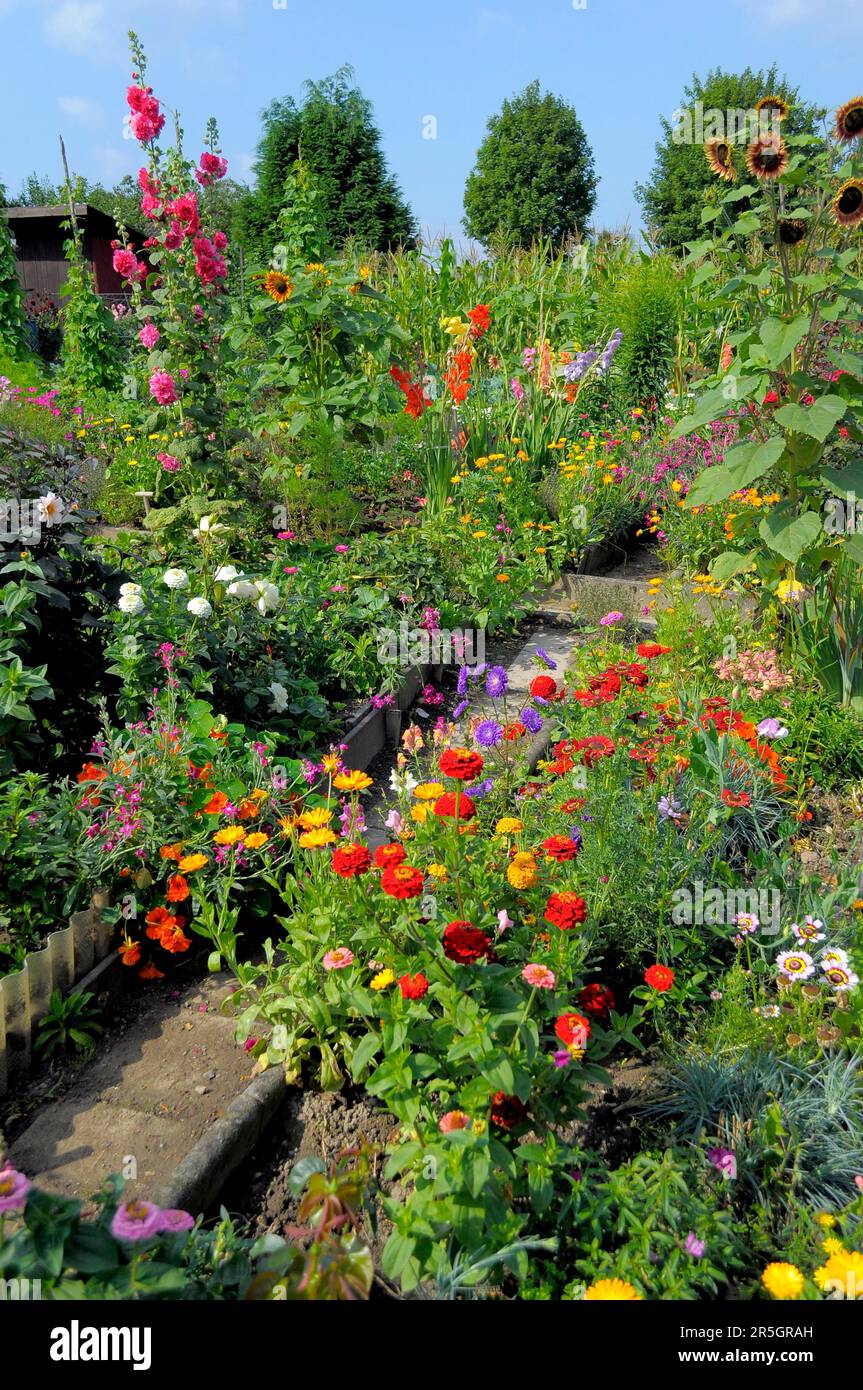 Cottage garden, weekend plot various perennial flowers blooming in the ...