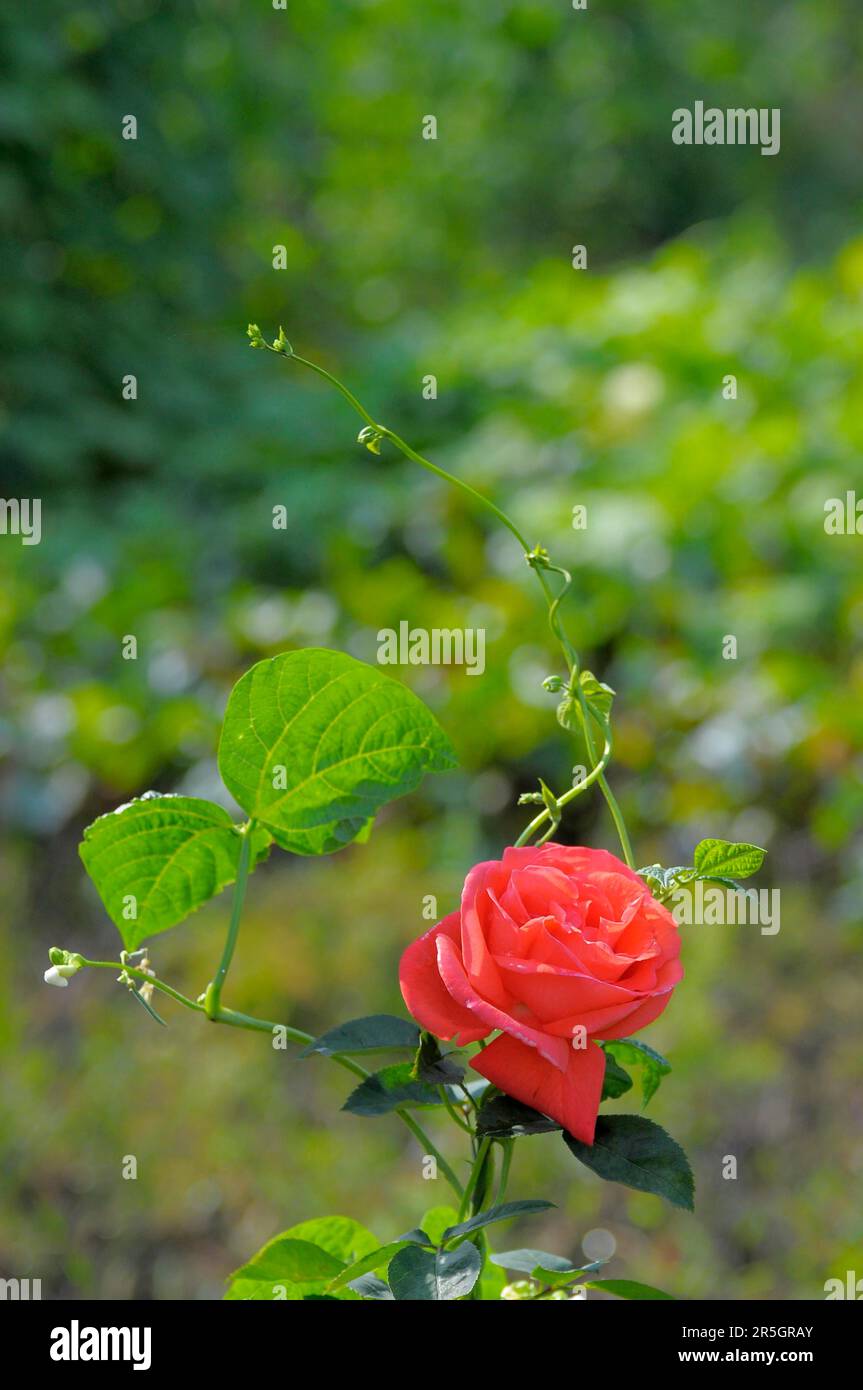 Légume rose hi-res stock photography and images - Alamy