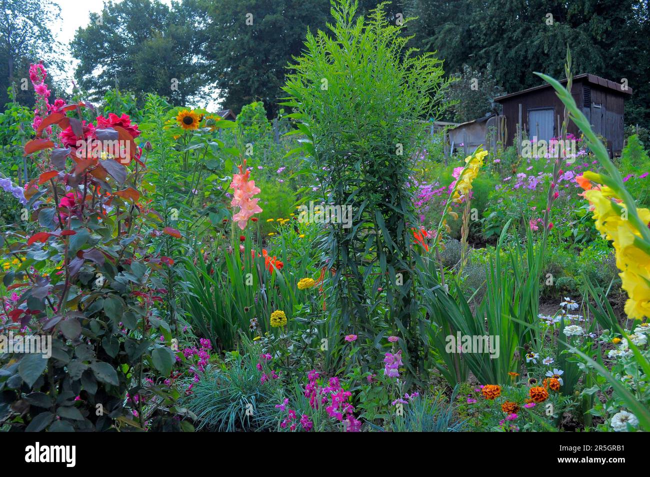 Cottage garden, weekend plot various perennial flowers blooming in the ...