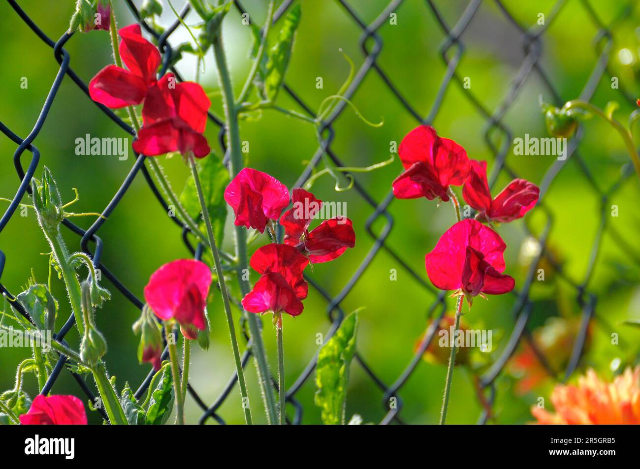 Red vetch flowering by the garden fence, Vetches (Vicia Stock Photo - Alamy
