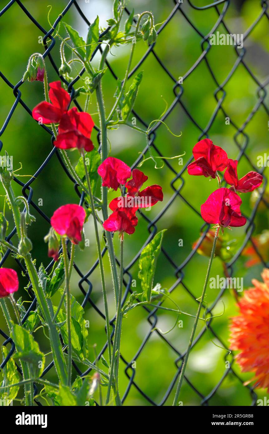 Red vetch flowering by the garden fence, Vetches (Vicia Stock Photo - Alamy