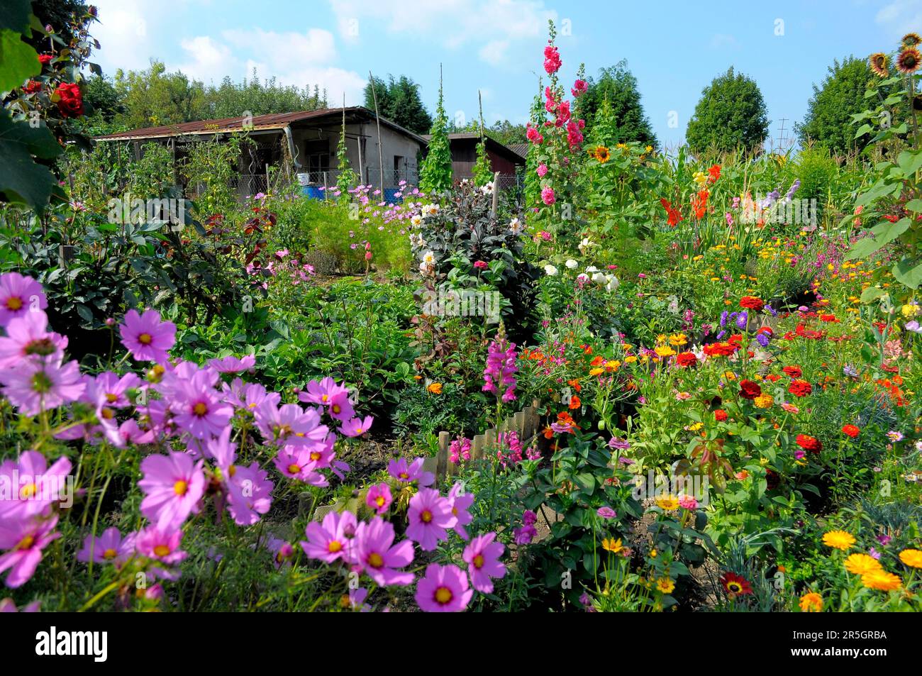 Cottage garden, weekend plot various perennial flowers blooming in the ...