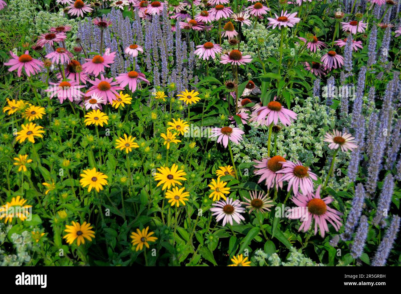 Perennial flowers in the garden, purple cone flower (Echinacea purpurea ...