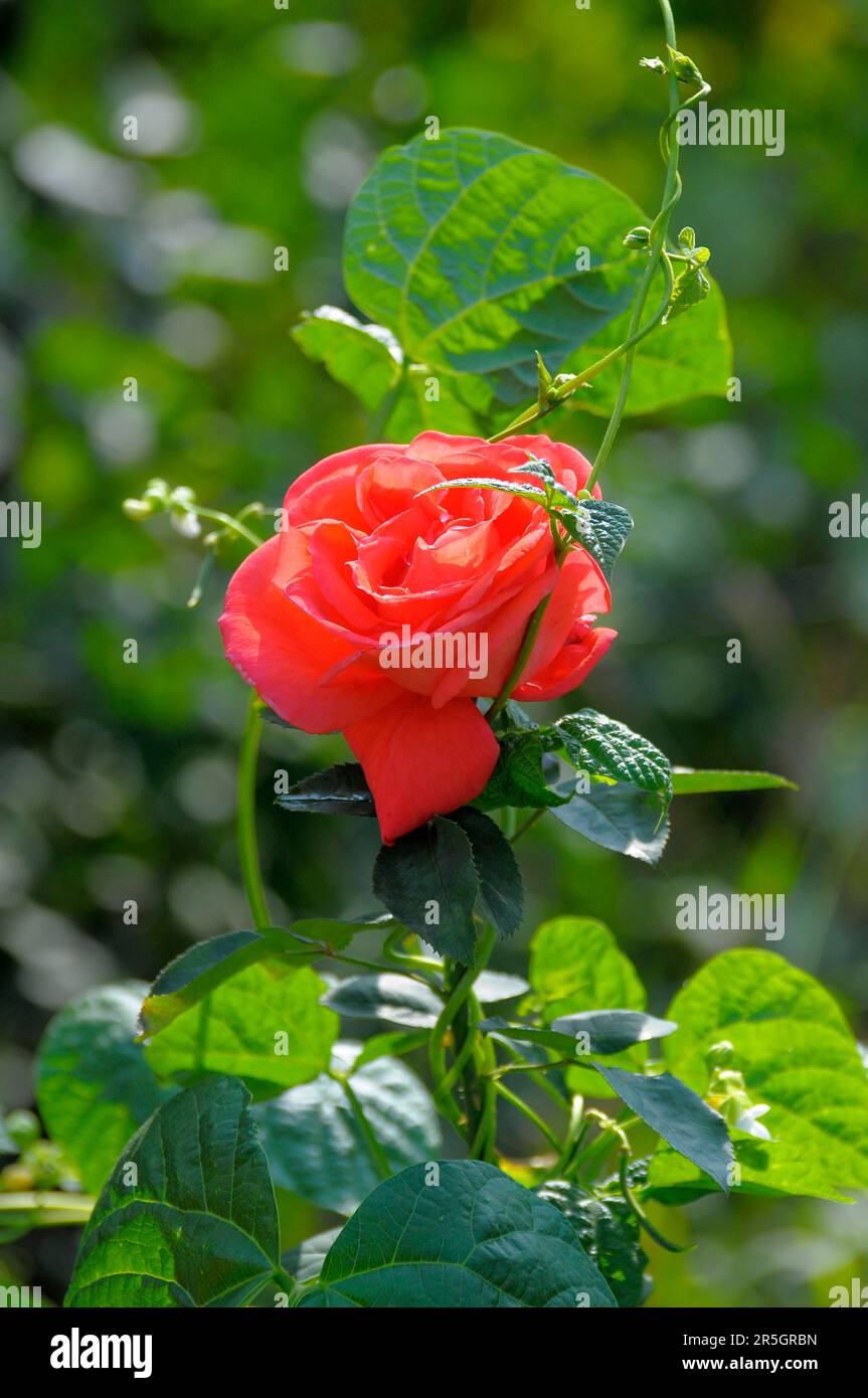 Single orange rose surrounded by bean Stock Photo - Alamy