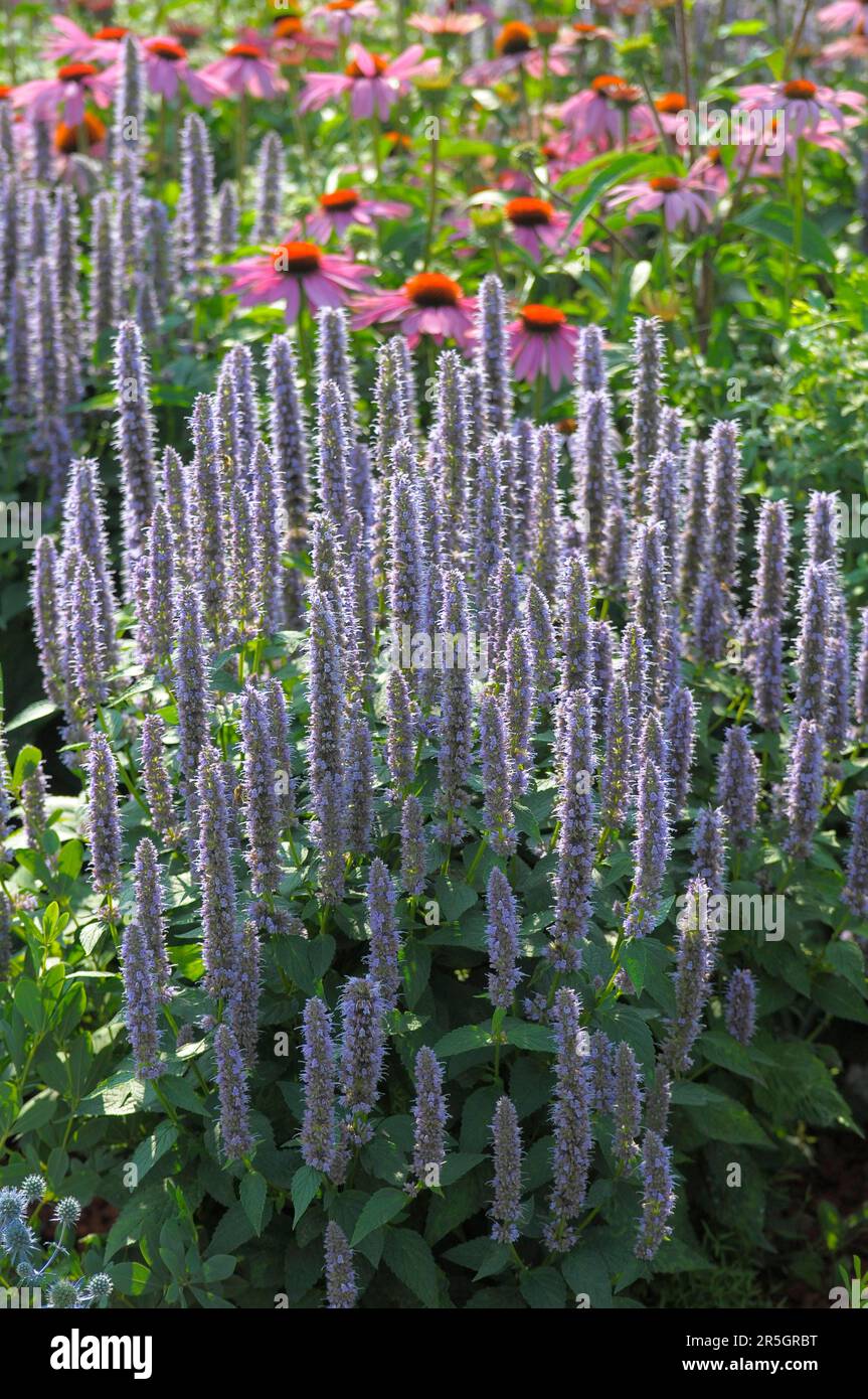 Perennial Flowers in the Garden, Real common lavender (Lavandula ...