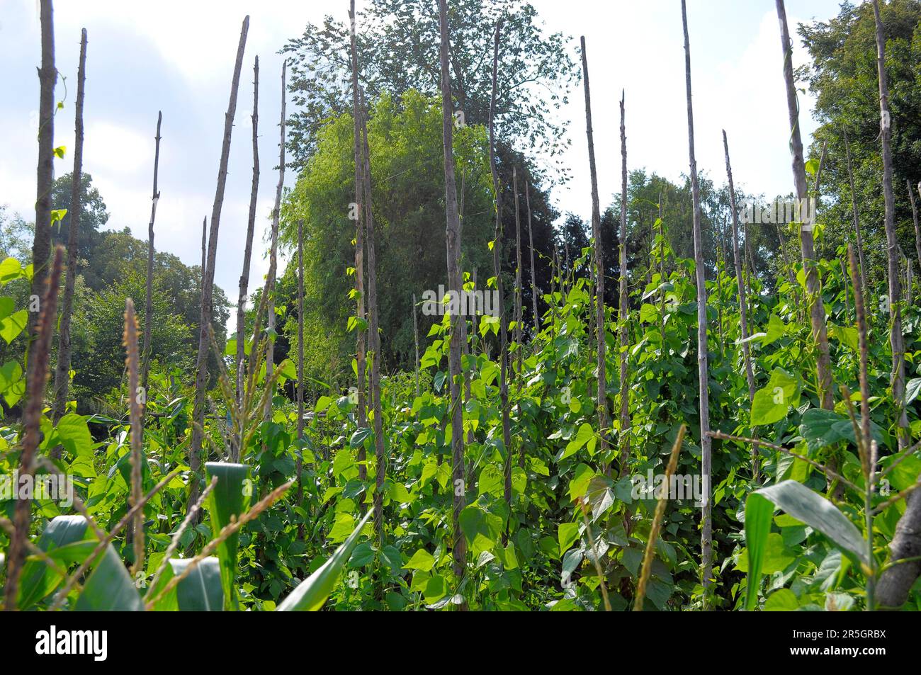 Farm garden, weekend plot various perennial flowers blooming in the ...