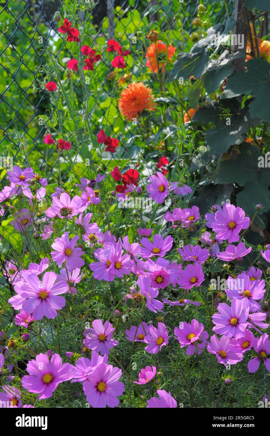 Perennial flowers in the garden, cottage garden with various flowers in ...