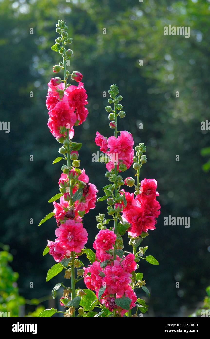Red hollyhock flowering in the garden, hollyhock, hollyhock mallow ...