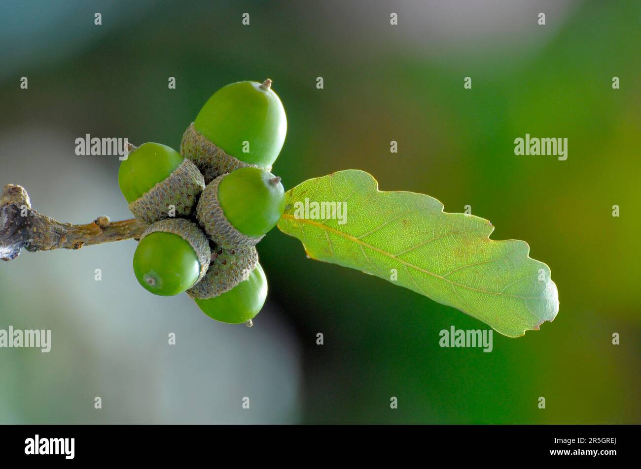 Acorns with foliage on the branch, English oak (Quercus robur Stock ...