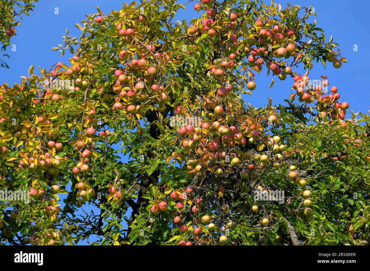Apple tree fully hanging apple tree in autumn, cider fruit Stock Photo ...