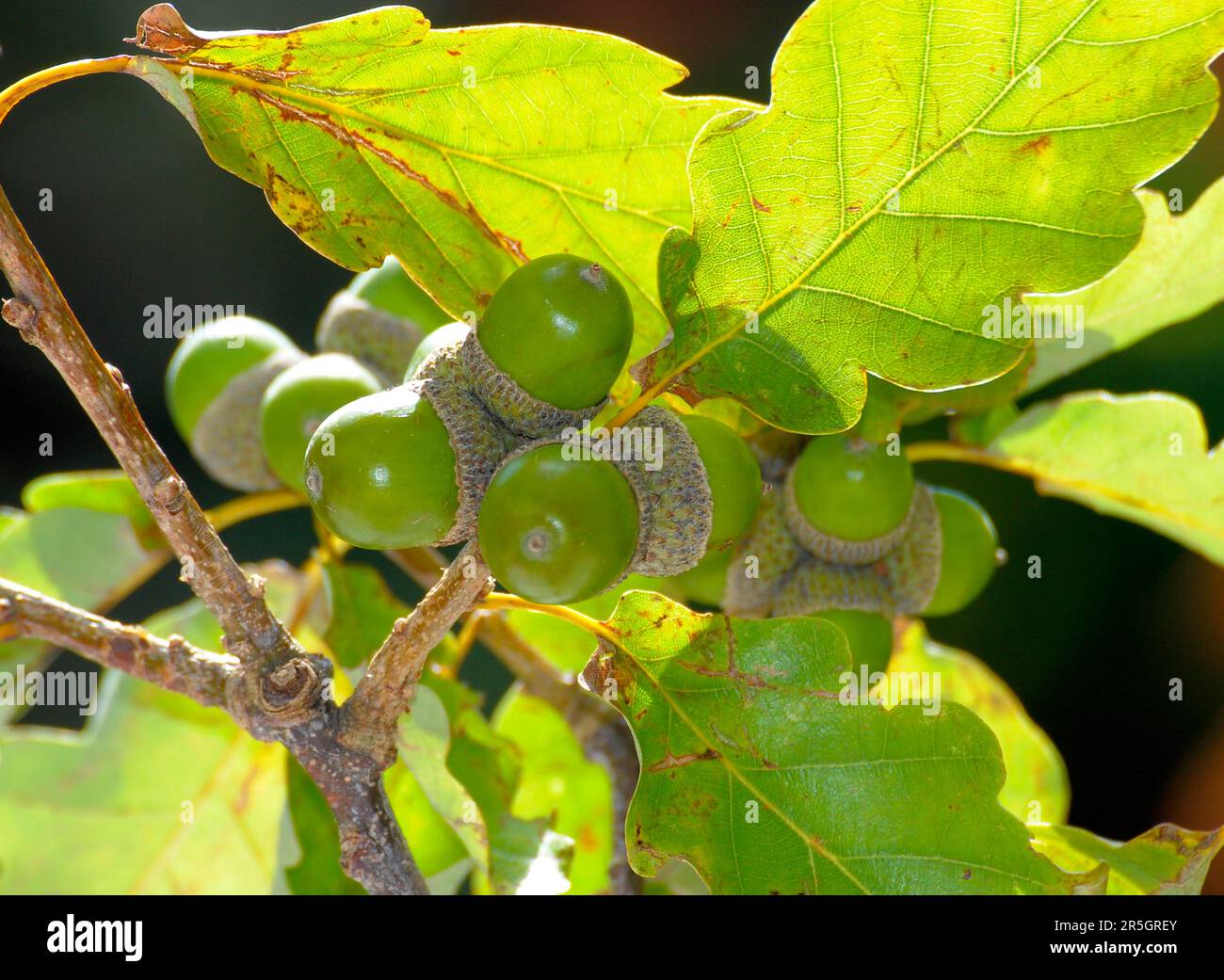 Acorns with foliage on the branch, English oak (Quercus robur Stock ...