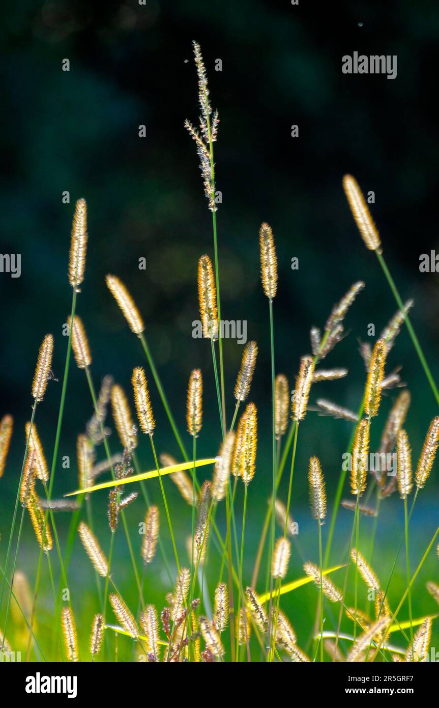 Grasses in autumn Stock Photo - Alamy