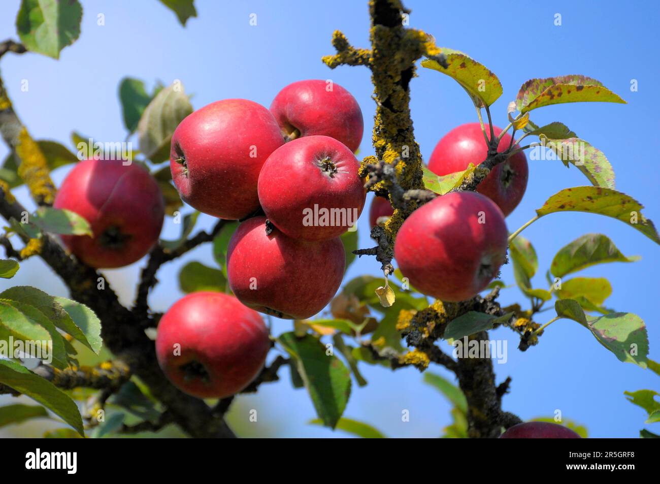 Apple Tree Variety : Idared Stock Photo - Alamy
