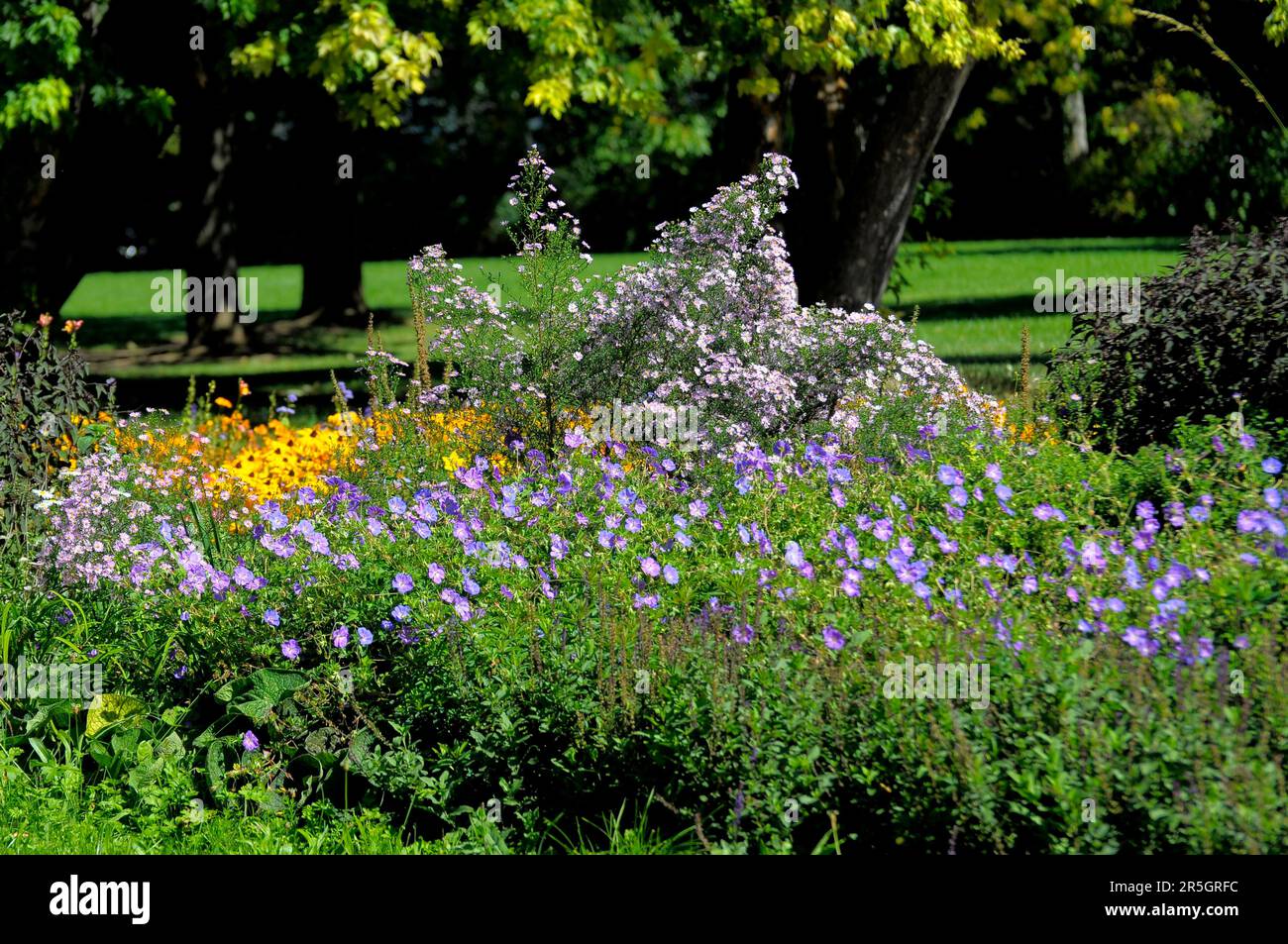 Various perennial flowers in autumn, orange coneflower (Rudbeckia ...