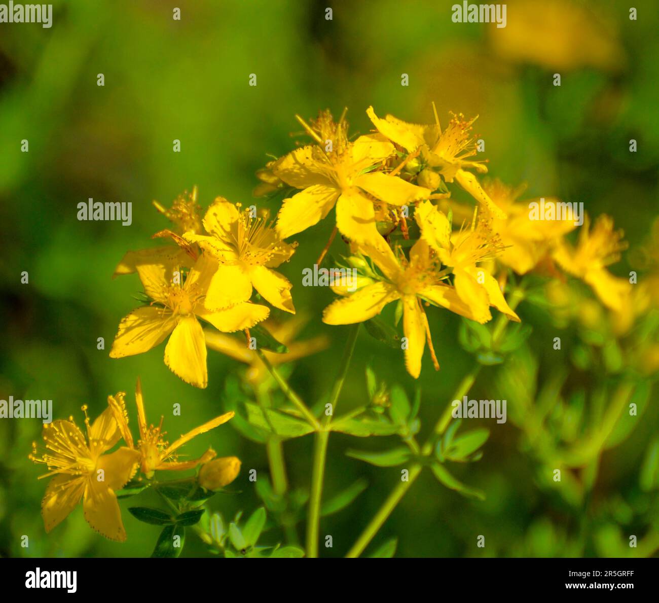 Medicinal plant : St. John's wort flowering, True St. John's wort ... Medicinal plant : St. John's wort flowering, True St. John's wort ...