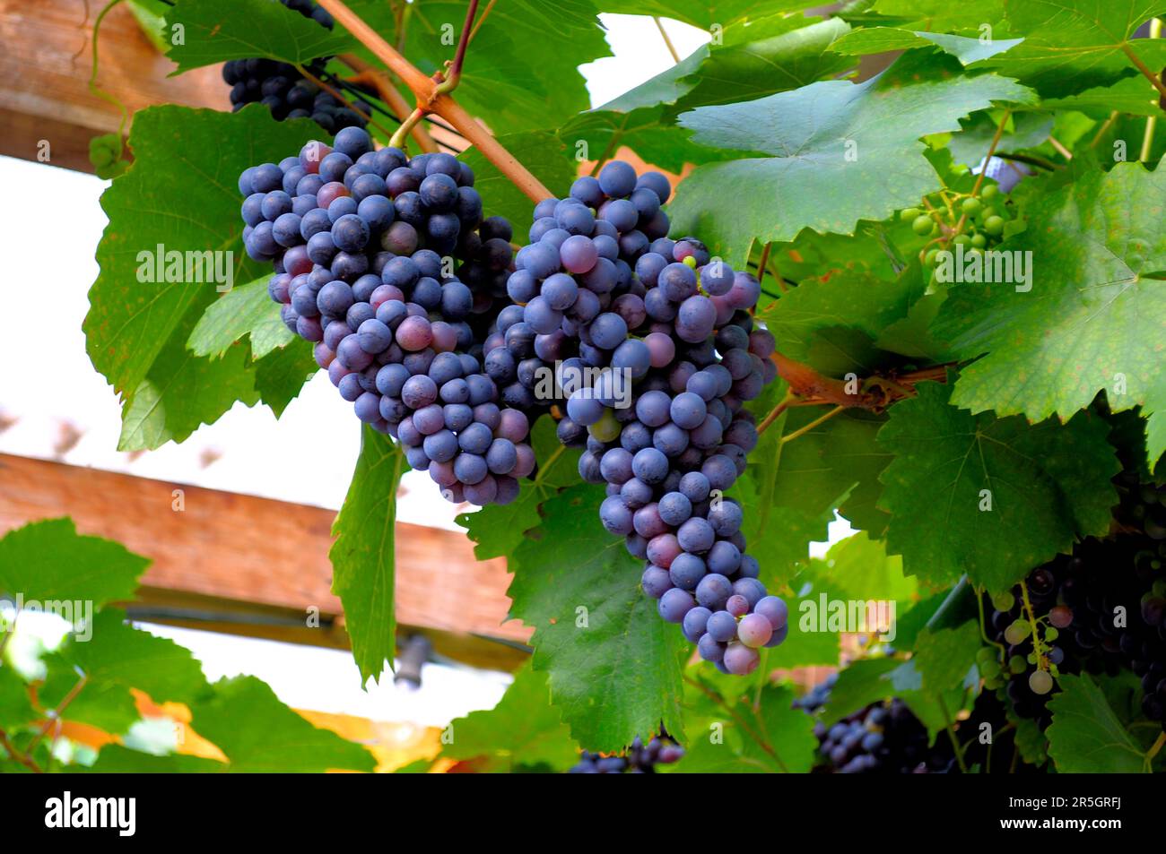 Red grapes in pergola in the wine bar, Lemberger grapes Stock Photo - Alamy