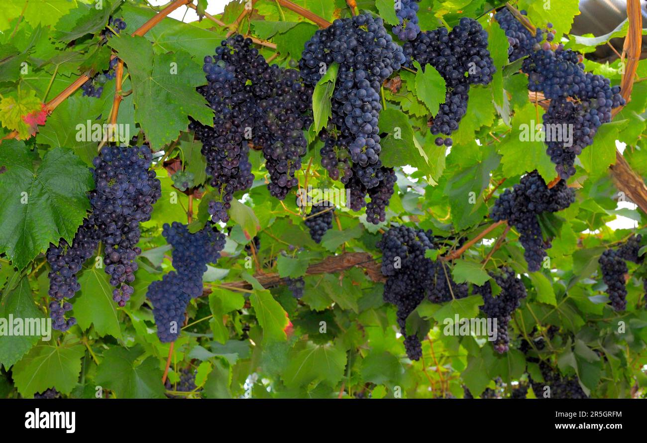 Red grapes in pergola in the wine bar, Lemberger grapes Stock Photo - Alamy