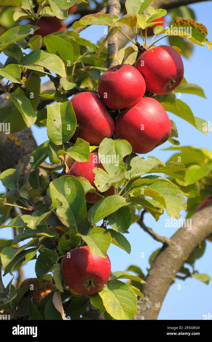 Apple Tree Variety : Idared Stock Photo - Alamy