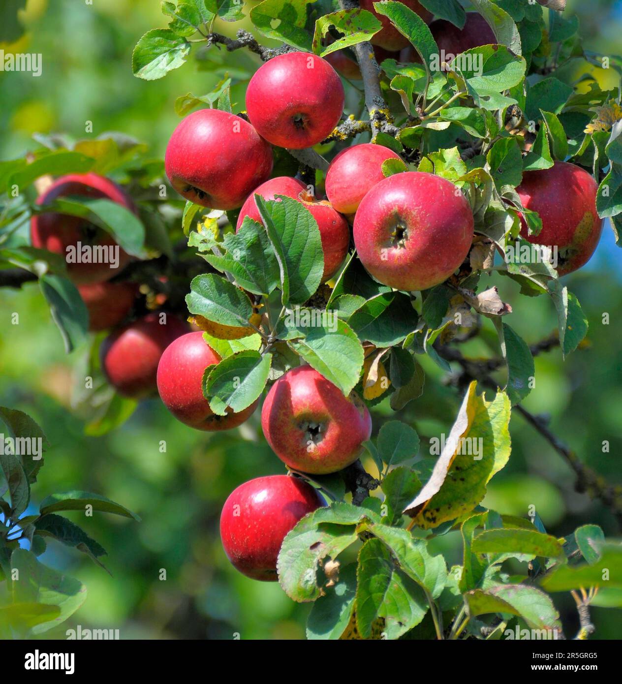 Apple Tree Variety : Idared Stock Photo - Alamy
