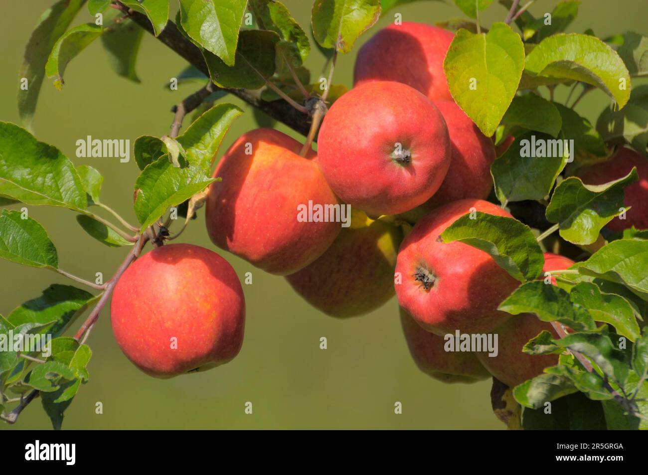 Apple Tree Variety : Idared Stock Photo - Alamy