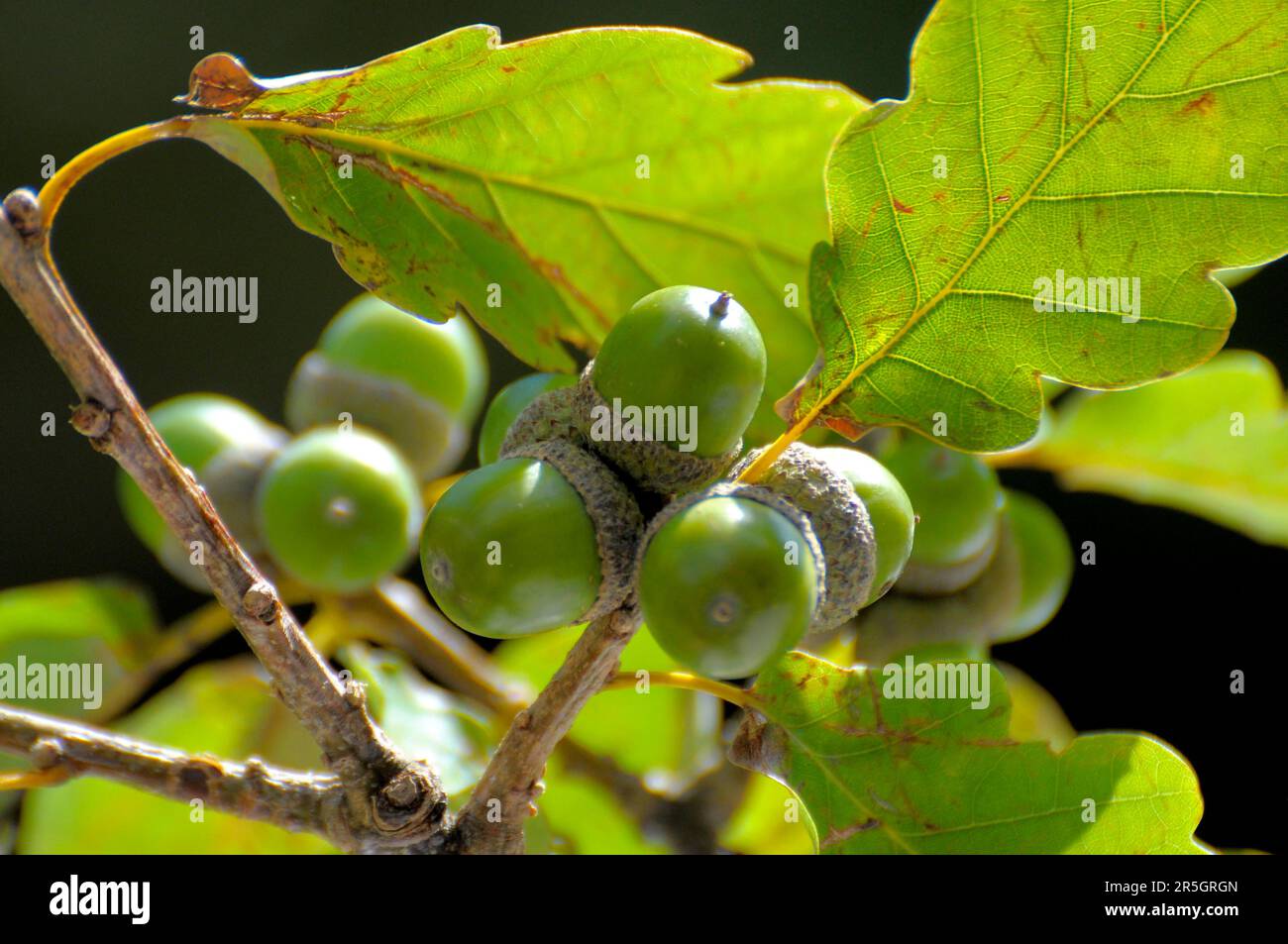 Acorns with foliage on the branch, English oak (Quercus robur Stock ...